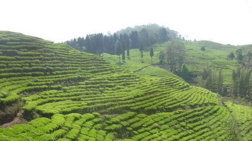 भारतले नेपाली चियाको निर्यात रोक्यो