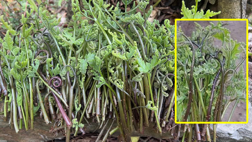 कस्तो निगुरो खाने र किन खाने